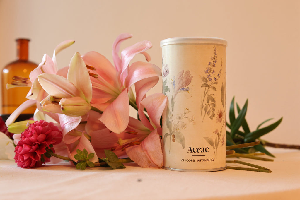 Chicorée et grossesse pendant les fêtes de fin d’année– Aceae