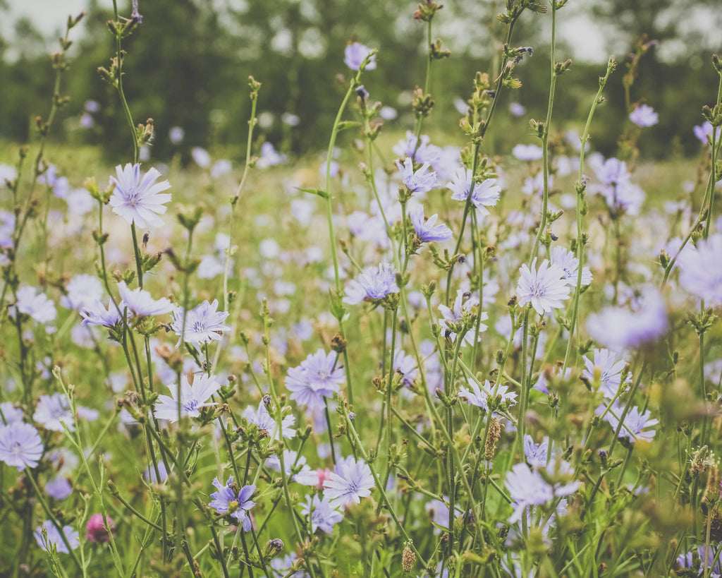 La chicorée : la tendance bien-être incontournable de 2025– Aceae