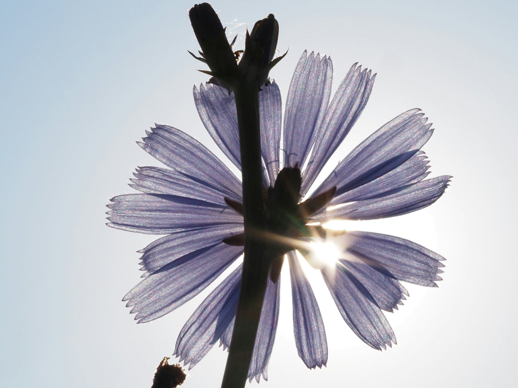 La Chicorée : une plante aux vertus incomparables– Aceae